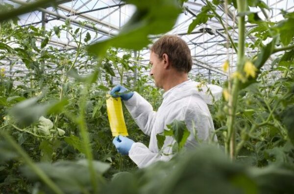 ¿Qué es el manejo integrado de las plagas? | Royal Brinkman