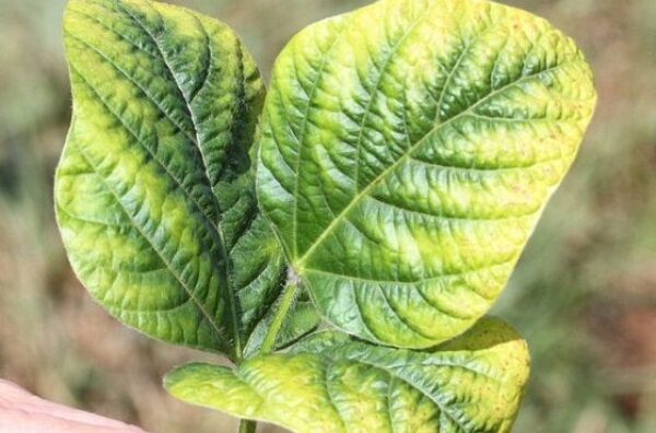 Cómo prevenir una deficiencia de potasio en las… | Royal Brinkman